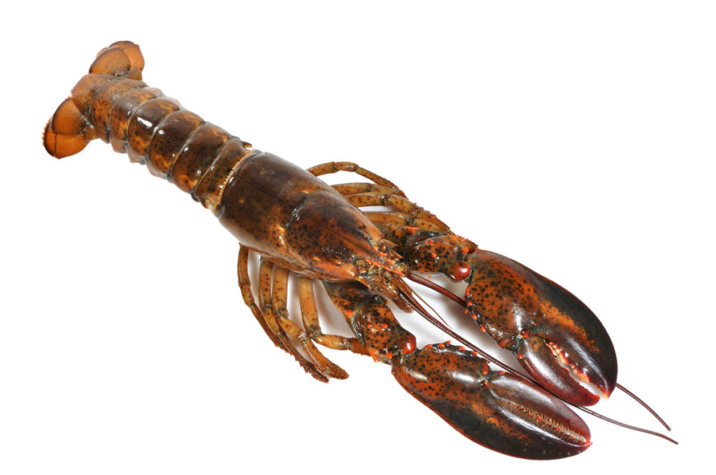 BOGAVANTE VIVO CANADIENSE - Blancamar